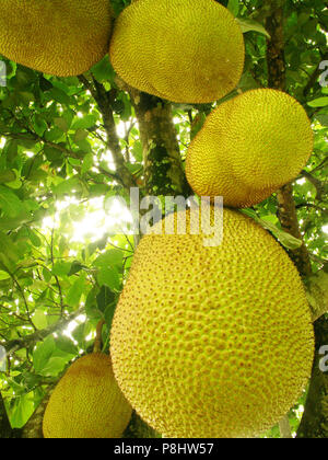 Fruit, Jaca, tree, Linhares, Espírito Santo, Brazil Stock Photo - Alamy