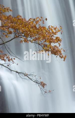 Overhanging branches of a beautiful oak tree with autumn foliage Stock ...