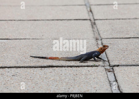 Colorful lizard on asphalt Stock Photo - Alamy