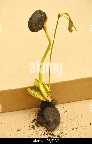 Seed germination is a process by which a seed embryo develops into a ...