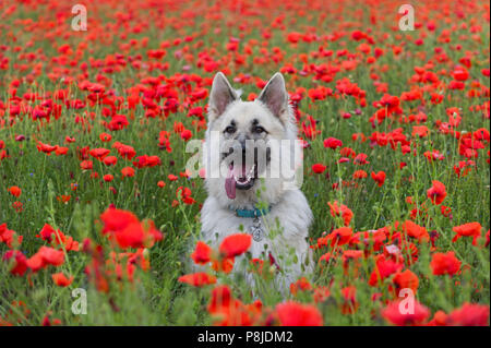 German Shepherd Dog in poppy field Stock Photo - Alamy