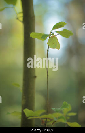 Gonepteryx rhamni (known as the common brimstone) is a butterfly of the ...