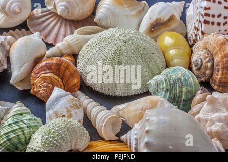 Colourful collection of sea urchin shells for sale in a seaside town in ...
