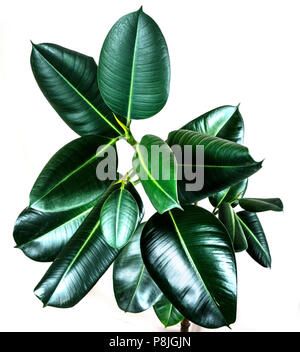 Ficus elastica houseplant green leaves against white wall, copy space ...