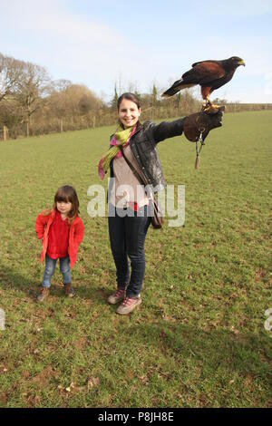 People on a falconry walk with a Harris Hawk Stock Photo - Alamy