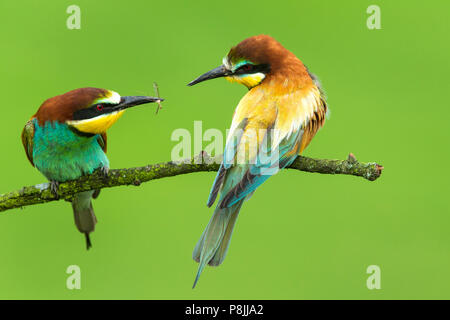 Pair of displaying Bee-eaters; Merops apiaster Stock Photo - Alamy