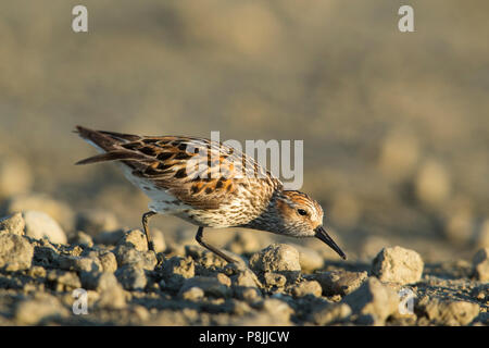 Western Sandpiper (Calidris mauri Stock Photo - Alamy