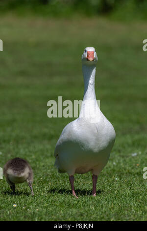 West Of England Goose Stock Photo - Alamy