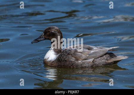 Male Female Manky Mallard Duck Ducks low level eye level view extreme ...