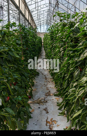 Bell peppers growing in the farm close-up Stock Photo - Alamy