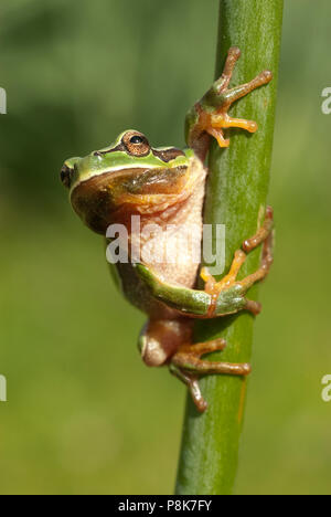 European Tree Frog Stock Photo - Alamy