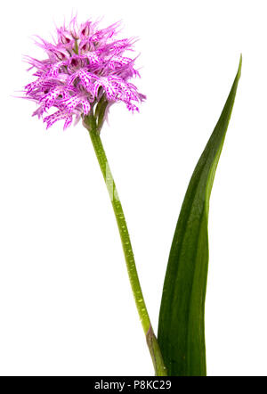 A closeup shot of a purple orchid flower isolated on a blurred ...