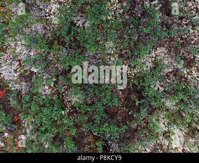 Blueberry glade in tundra Stock Photo - Alamy