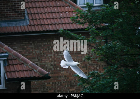 A seagull in Scarborough in Yorkshire, England. Photo date: Sunday ...