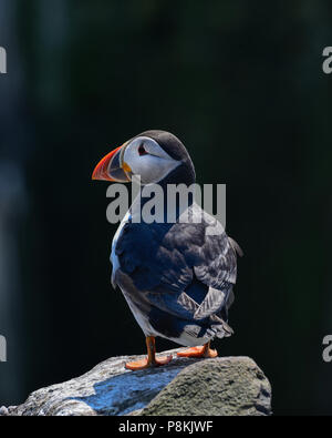 Beautiful Atlantic Puffin or Comon Puffin Fratercula Arctica in ...