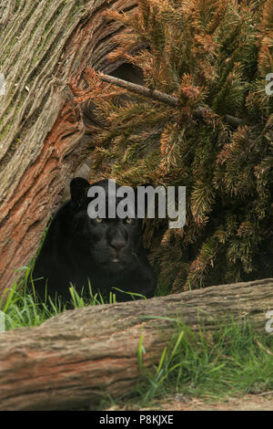 Stunning portrait of black panther panthera pardus in colorful ...