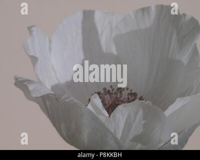 White Geum flower, fully open, close up Stock Photo - Alamy