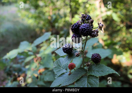 Wild berries: red raspberries, black raspberries (black caps) and ...