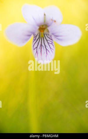 Marsh Violet, Marsh Violet, Violet family, Marsh Violet (Viola ...