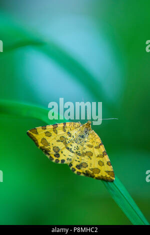 A closeup of a speckled yellow (Pseudopanthera macularia) on a green ...