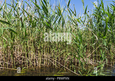 Rushes on the river bank Stock Photo - Alamy
