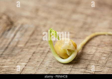 Bean seedling sprout with roots Stock Photo - Alamy