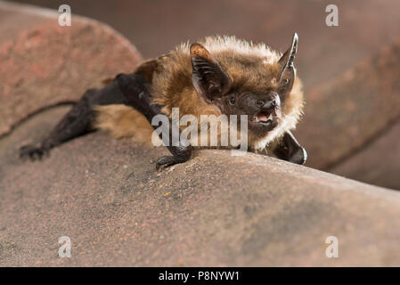 Serotine Bat - Eptesicus serotinus Stock Photo: 73059490 - Alamy