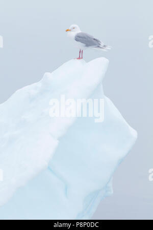 Glaucous Gull (Larus hyperboreus) - Laridae. 3rd calendar year bird ...