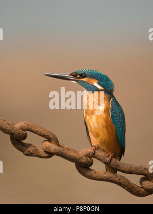 Water Chain and Bird Stock Photo - Alamy