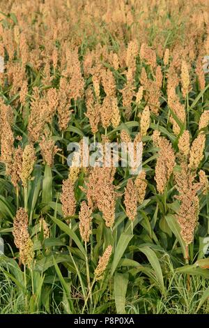 millet field in ethiopia Stock Photo - Alamy