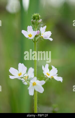 Common Water Violet Stock Photo - Alamy