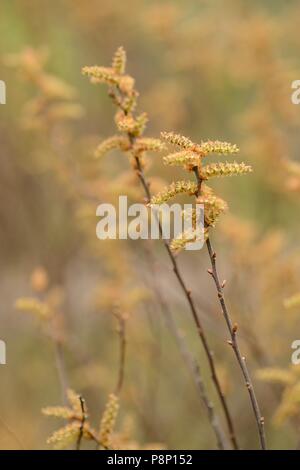 Bog Myrtle (Myrica gale) flowering, Groot Schietveld, Antwerp, Flanders ...