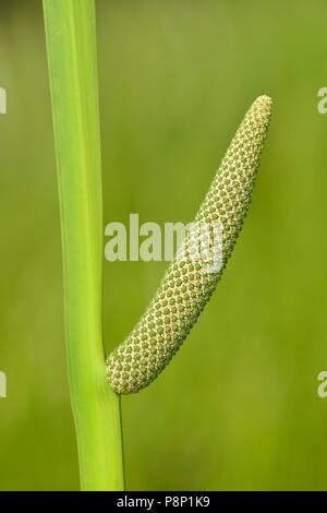 Inflorescence of sweet flag (Acorus calamus) with young fruits Stock ...