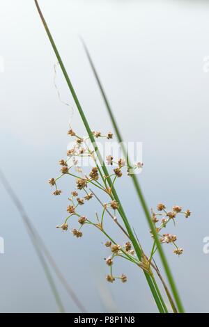 Blunt-flowered rush (Juncus subnodulosus), knotted rush, rush family ...