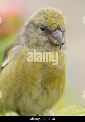 red crossbill (Loxia curvirostra), during autumn migration, Netherlands ...