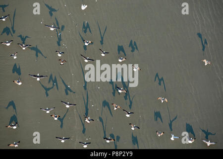 Aerial shadow of a bird flying over seaweed on a rocky beach, USA Stock ...