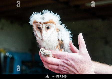 Barn owl is weighed and ringed for research Stock Photo - Alamy