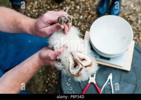 Barn owl is weighed and ringed for research Stock Photo - Alamy