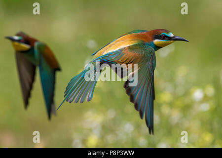 Bee-eater (Merops apiaster) flying, Rhineland-Palatinate, Germany Stock ...
