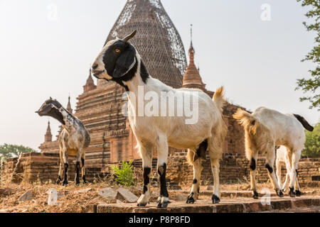 Goats standing guard by temple, Bagan, Myanmar (Burma Stock Photo - Alamy