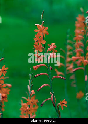 watsonia, bugle lily Stock Photo - Alamy