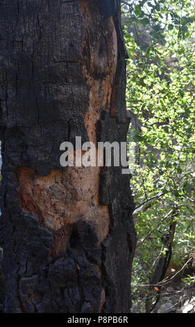 California with a scorched and charred bark on a tree Stock Photo - Alamy