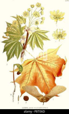 Acer platanoides 'Norway Maple' - SEEDS Stock Photo - Alamy