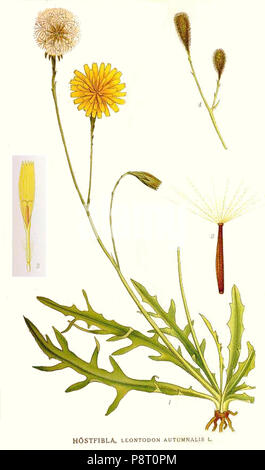 Garden of yellow flowering hawkbit (Leontodon pyrenaicus) flowers mixed ...