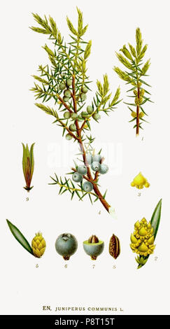 Juniperus communis, the common juniper, is a species of conifer in the ...