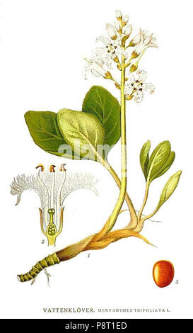 Bogbean flowers and leaves. Bogbean (Menyanthes trifoliata) This plant ...