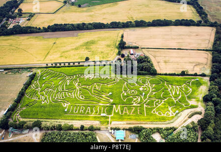 A maze forming a Jurassic scene in a five acre field of maize plants at York Maze to mark the ...