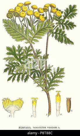 Tansy flower - Tanacetum vulgare is a medicinal herb with clusters of ...