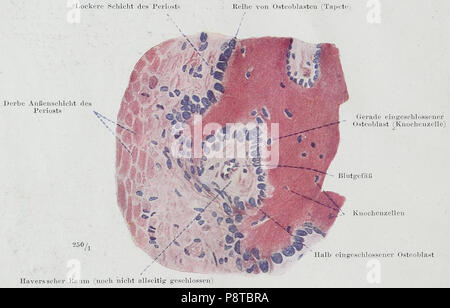 Braus 1921 20 Stock Photo - Alamy