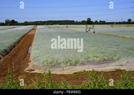 boom spray irrigation system Stock Photo - Alamy